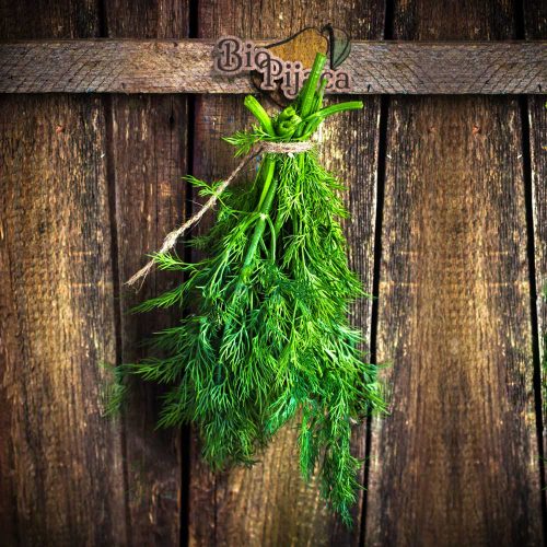 Sveža mirođija (kopar) - BioPijaca