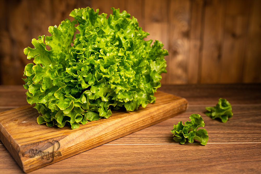 SALATA BATAVIA - povrće bez kojeg se ne može! @BioPijaca